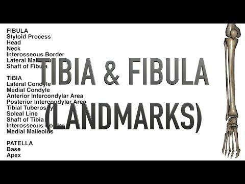 Tibia & Fibula Landmarks - Quiz