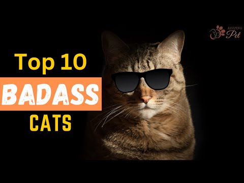 The Dark Side of Cats: 10 Mean and Evil Cat Breeds You Should Know