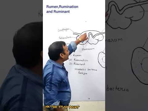 Rumen, Rumination और Ruminant घास खाने वाले पशुओं में का अमाशय