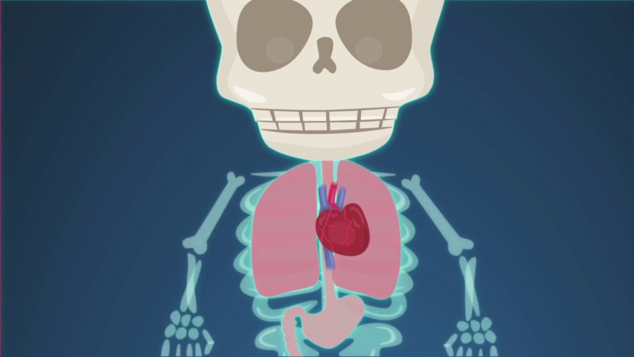 BBC Learning - Parts of the Human Body
