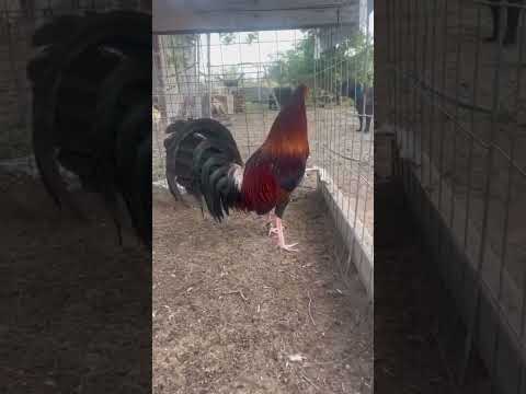 Twisted spur White hackle/Albany/ grey #gamefowl #gamefowlbreeder #gallos #gamefowlnation #rooster