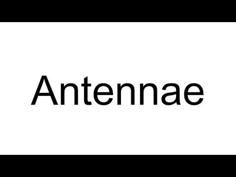 How to Pronounce Antennae