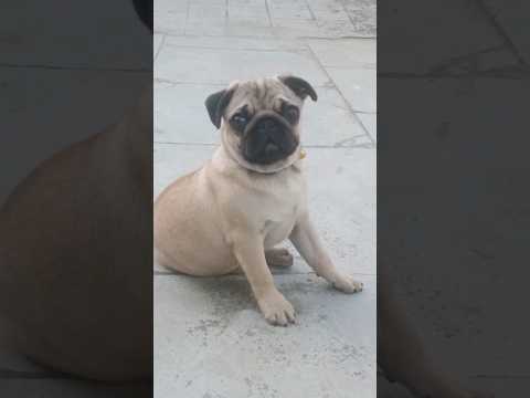 Playing With My Cute Pug Oreo 💝#dog #pug #enjoy #cute #animals #viral #viralvideo