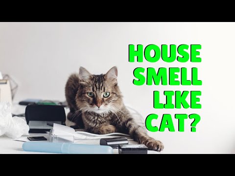 Cat Safe Home Fragrances | Two Crazy Cat Ladies