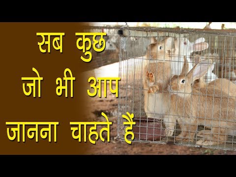 Rabbit Farming in India