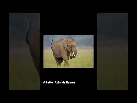 A Letter Animals Names !! Alphabet A Latter Starting Animals Names !! @sakala-multicolours.