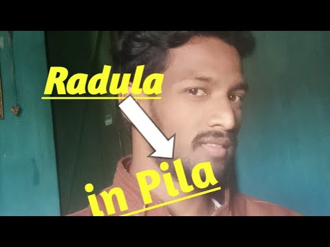 The Structure of Radula in Pila