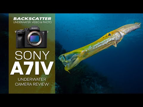 Sony A7 IV Underwater Camera Review #underwaterphotography #underwatercamera #sonyalpha