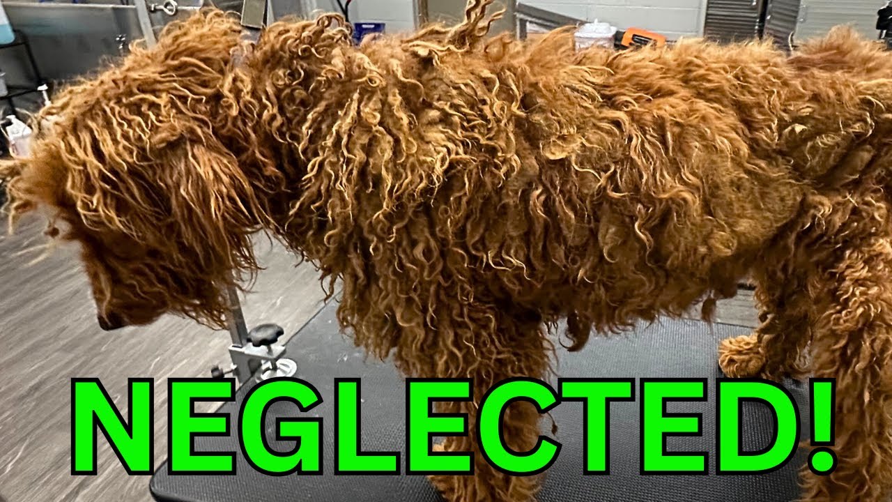 COVERED In MATTING & TICKS - Doodle Groom