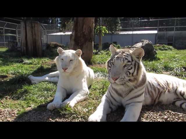 Home | Great Cats World Park