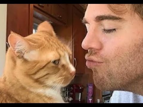 Shane Dawson's cat remembered something