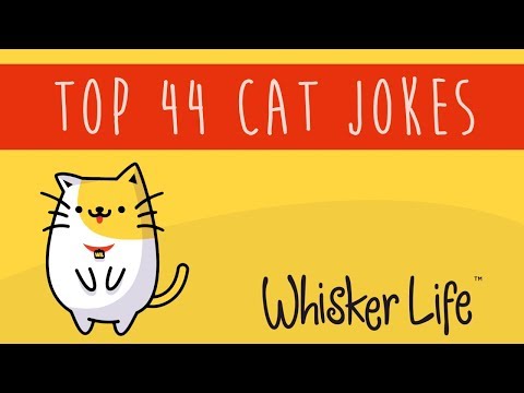 Top 44 Funny Cat Jokes - Best For Kids And Adults To LOL