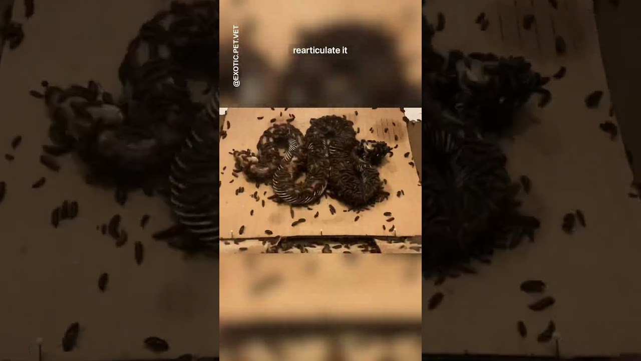 Dermestid Beetles Clean Sand Boa Skeleton Time Lapse