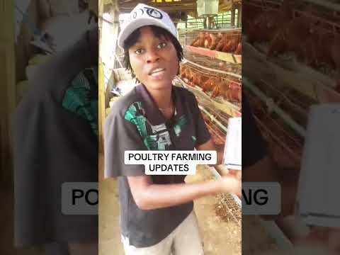 Stop Mortality on Your Poultry Farm By Doing This... #poultryfarming #poultry #poultryfarm #farming