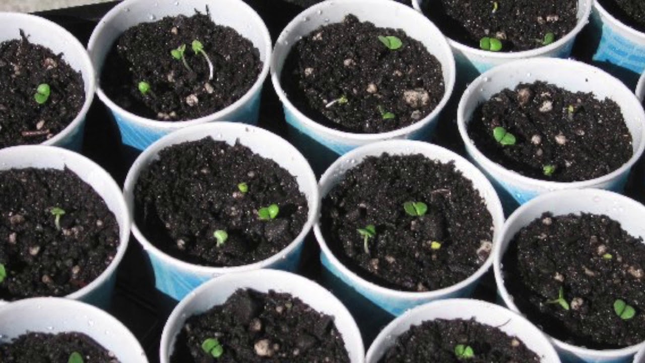 MAT 675 Plant Digital Story