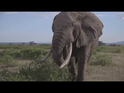 Amboseli 2014 | David Yarrow Photography