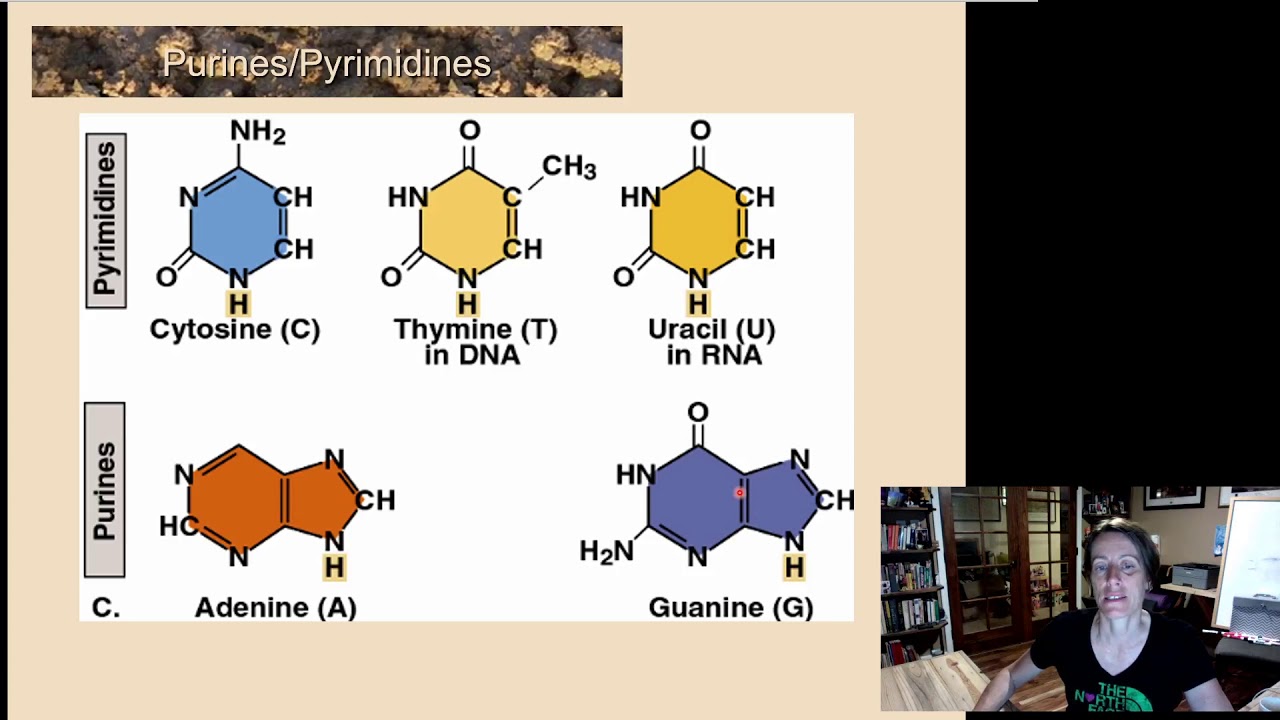 Understanding Nucleic Acid Bases: Purines and Pyrimidines | Galaxy.ai