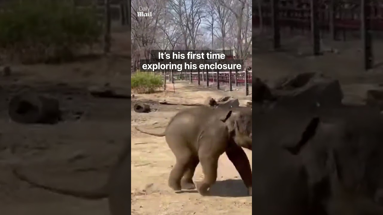 Adorable baby elephant loves to explore