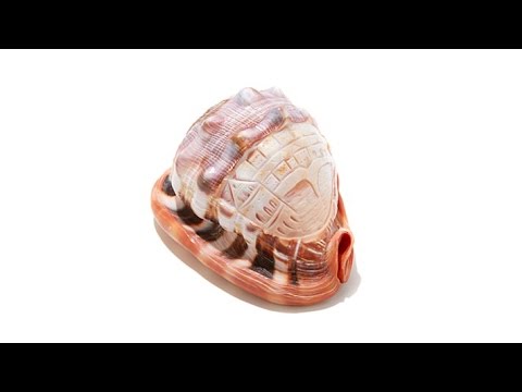AMEDEO Handcarved "Ponte Vecchio" Cameo Cornelian Shell