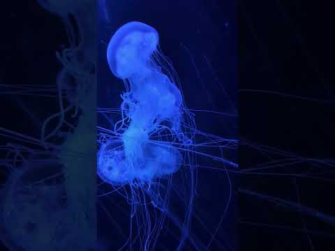 5 minute Guided Meditation:Break Free & Unite with Nature #curealth #5minutemeditation #unity #2025