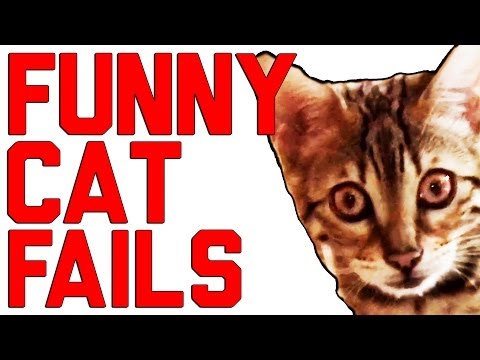 Fail compilation 2016 Funny Cat Fails Compilation || by FailArmy 2016