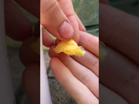 Hand Pollinating Cucumber Flowers π₯