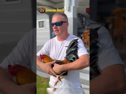 Sweater Gamefowl of AK GF #gamefowlviralph #gamefowlbreeder #chicken #roosters