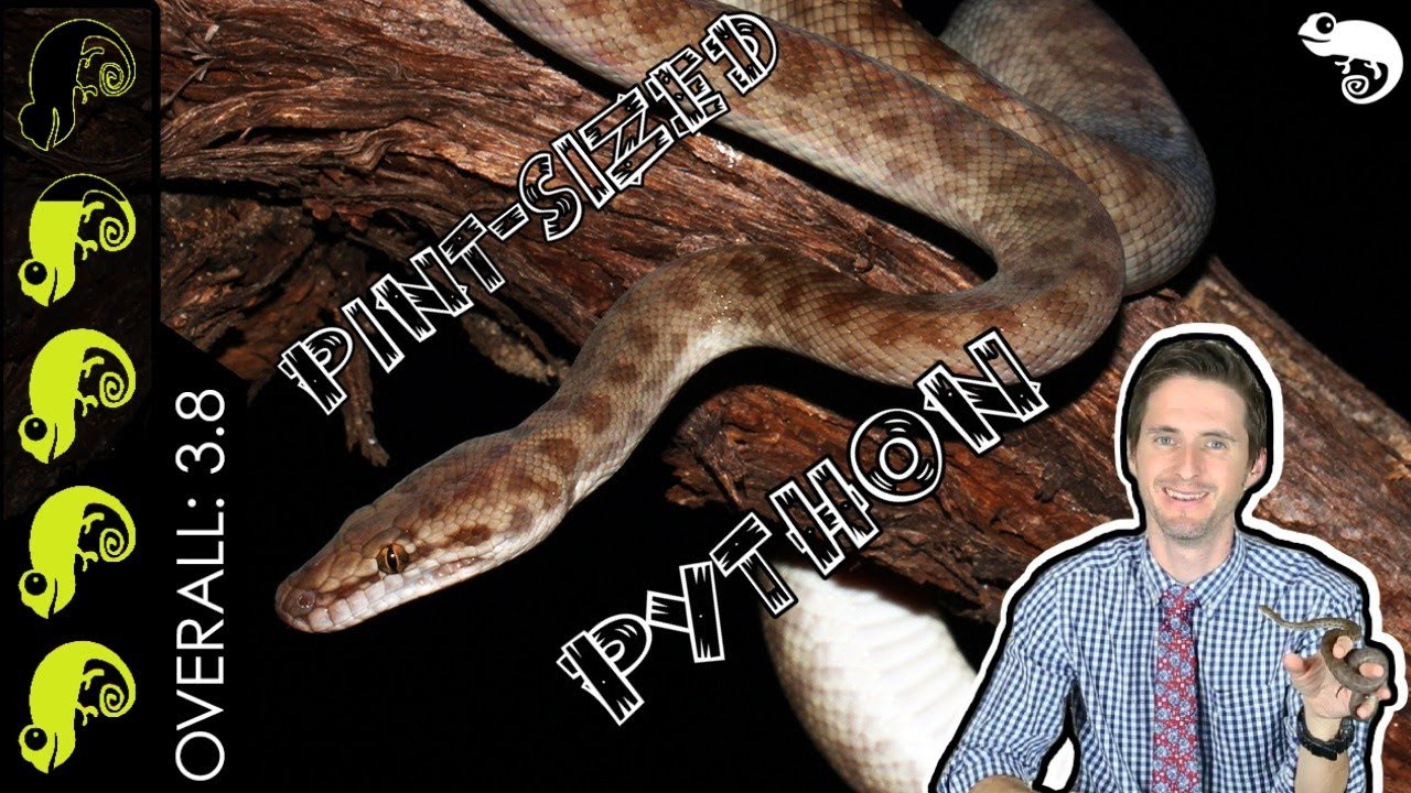 Children's Python, The Best Pet Snake?