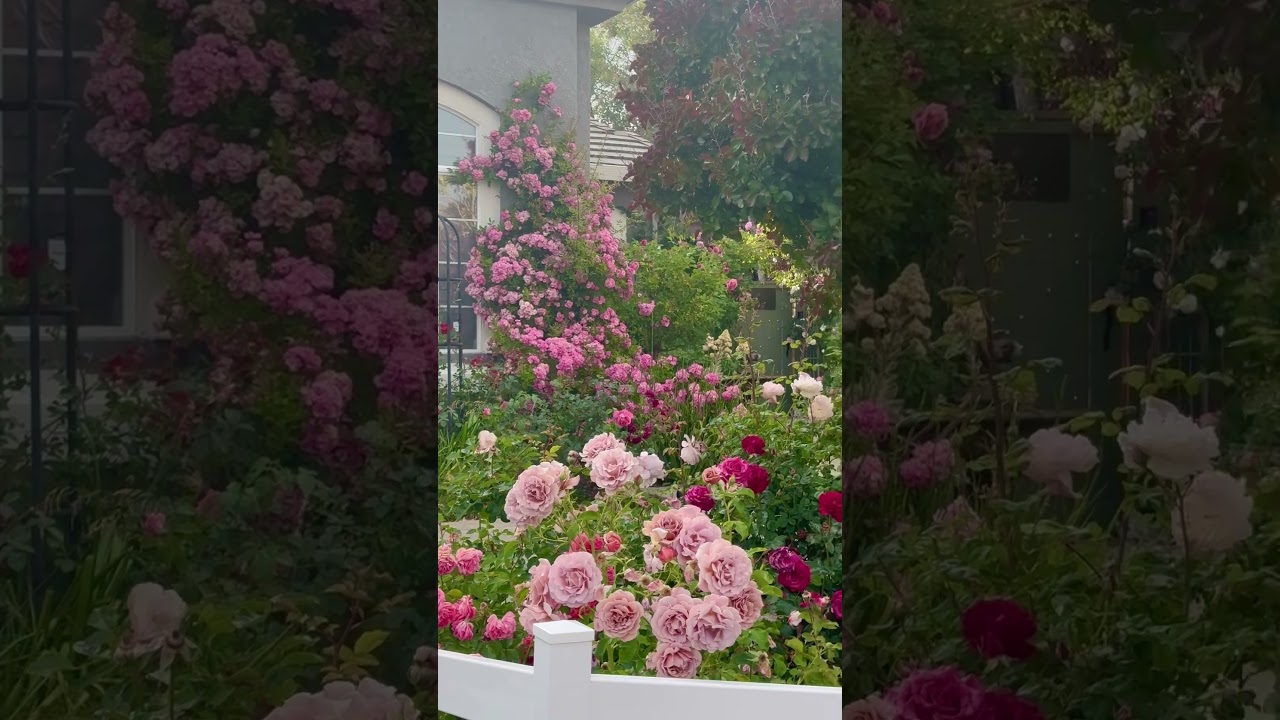 Front yard rose galore #roses #rosegarden #zone9b #organicgardening #gardening #rosegardener #garden