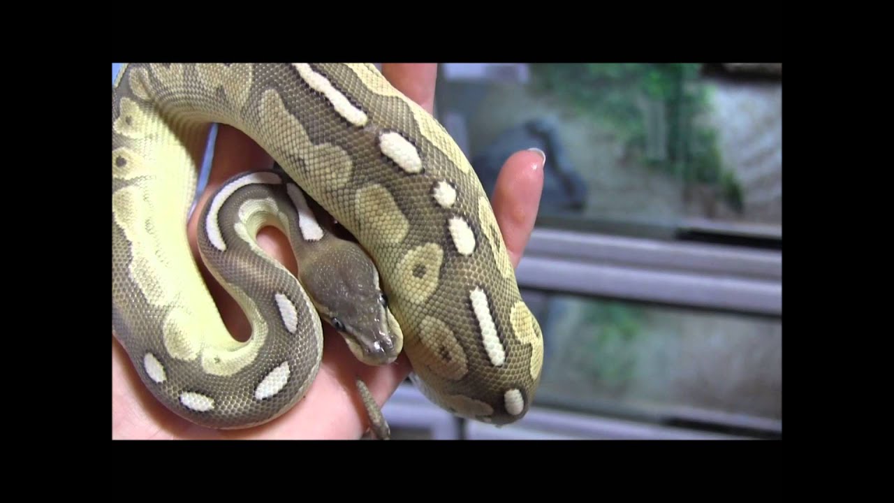 Small Cinnamon Lesser Ball Python