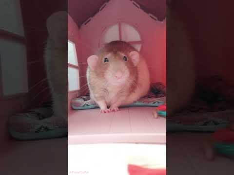 Guess the name of this rat, he's named after another animal ๐ค๐๐ท๐ญ๐ฆซ๐ค๐ธ