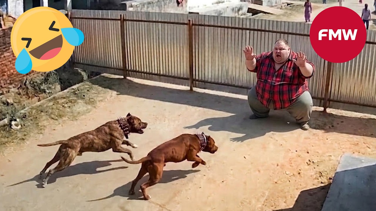 Try Not To Laugh 🤣 Top 100 Funniest Videos Ever 😂 | Funny Videos Compilation 2026 #118