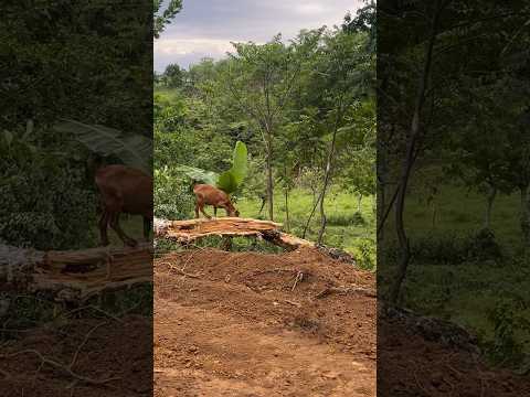 Goat 🐐 #goats #goat #chivos #chivo #nature #naturaleza #shorts #wildlife #parati #fypシ #animal