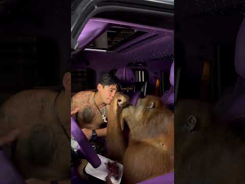 Ryan Garcia chilling with an ORANGUTAN 😂