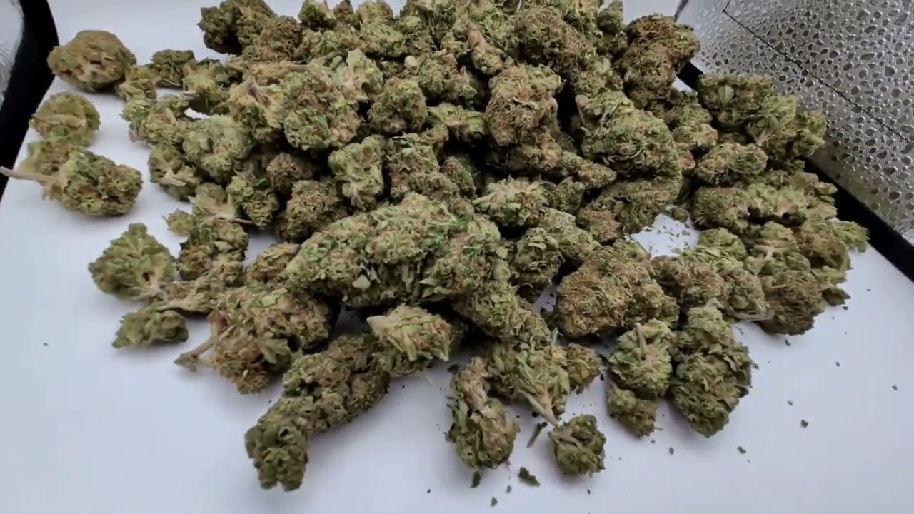 THCA SMALL BUDS Acapulco Gold Qp Review 🥇🤯
