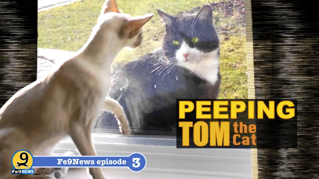 Peeping Tom Cat. Fe9News Episode 3