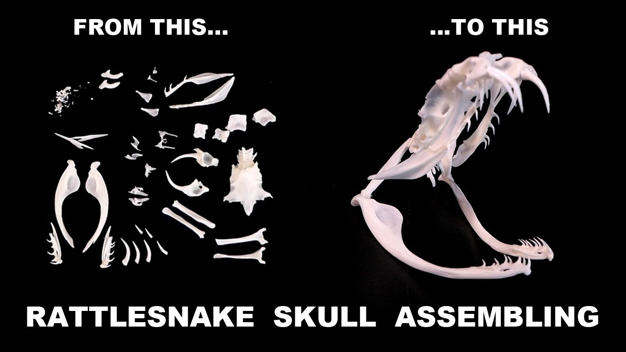 Rattlesnake Skull Assembling / Crotalus basiliscus Venomous Snake Rattler Cráneo Serpiente Cascabel