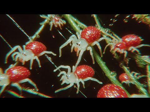Folded Sky - Fuzzology