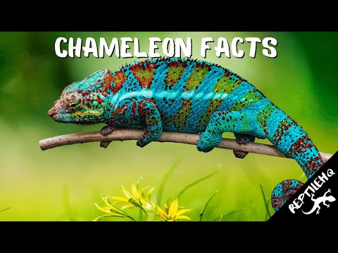 Chameleon facts