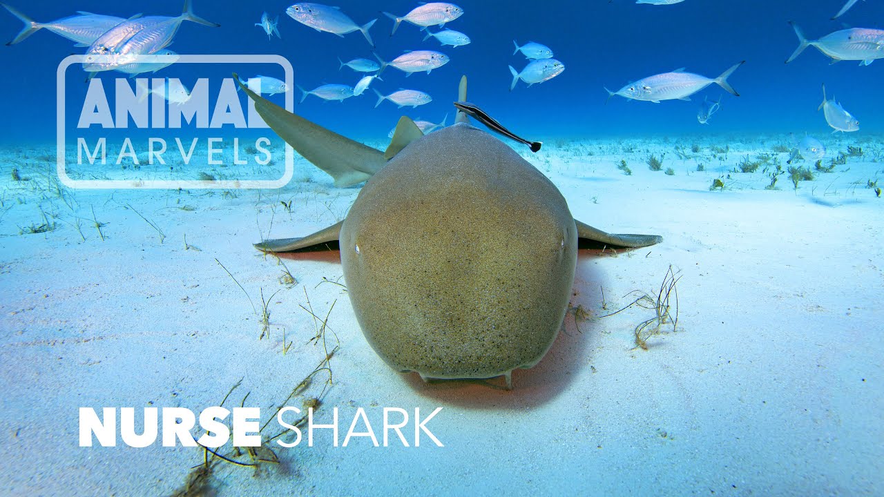 Why the Nurse Shark Is the Most Misunderstood Shark