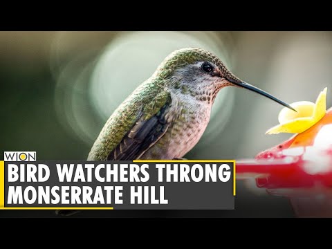 Bogota: Humming bird sanctuary helping residents in alleviating stress | WION News