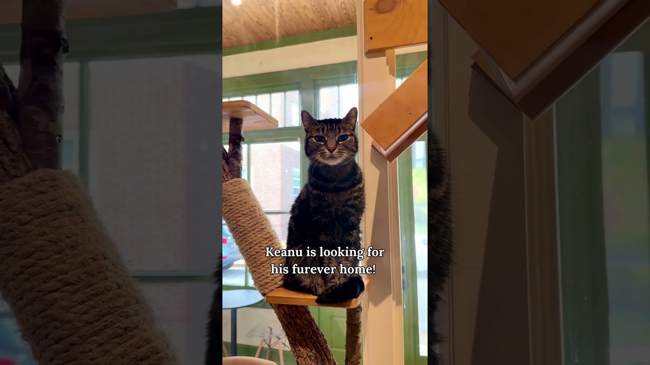 Everyone I have an Announcement!