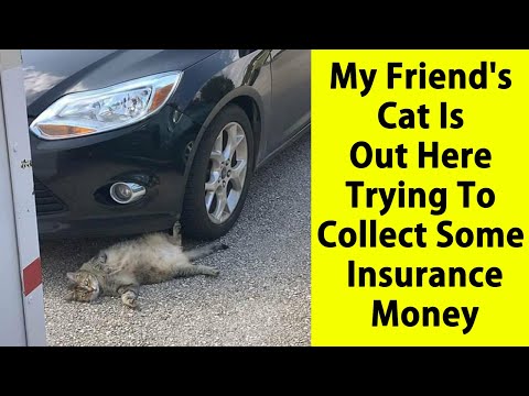 Tweets That Prove Living With Cats Is A Comedy Show You Don’t Need A Ticket For