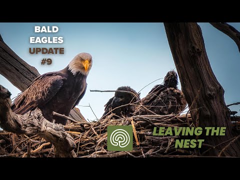Leaving the Nest | Eagle Nest updates