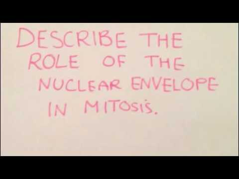 Nuclear Envelope