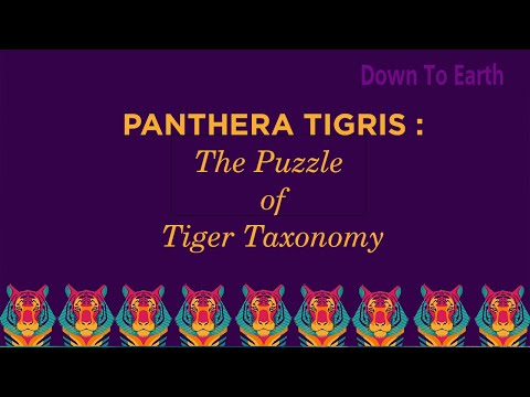 Panthera Tigris : The Puzzle that is Tiger Taxonomy
