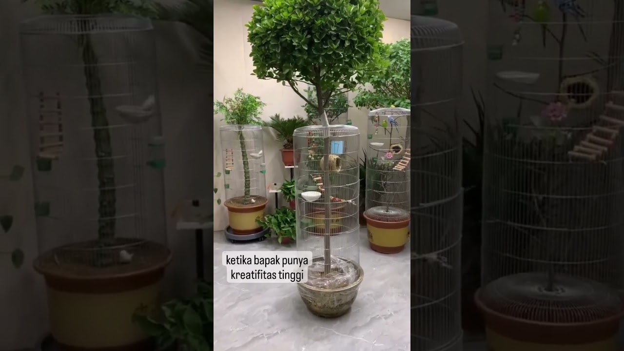 murah tapi wahh#elegant#aviarymini#burungkicau#kandangburung#aviary#shorts