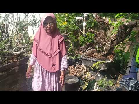 JAJAH DESO MILANGKORI,Bodronoyo setyotuhu
