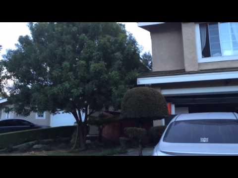 Melendez tree service. Trimming two pepper trees in corona ca. Pt1