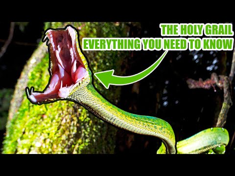 Emerald Tree Boas - Keeping, Breeding Notes with Kevin McCurley